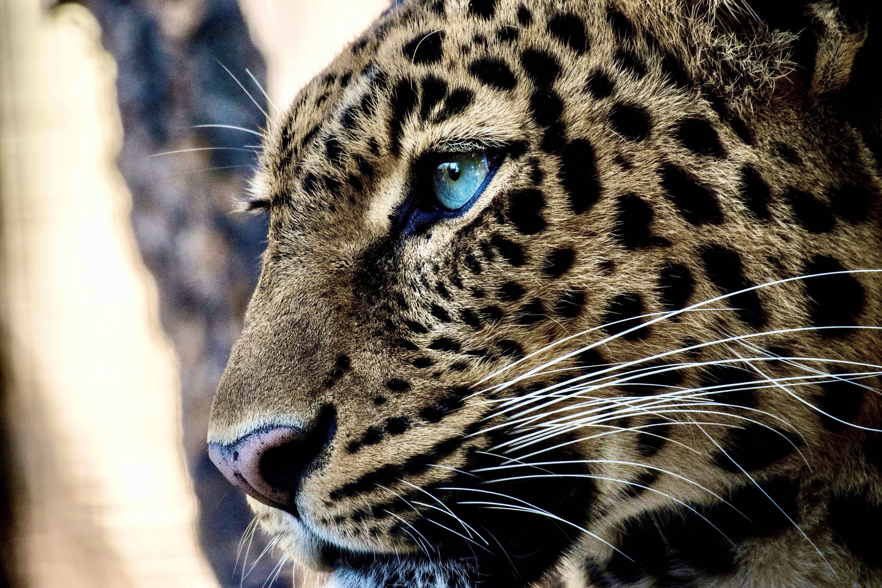 Katujen leopardit ja syntisiä pöytiä. – toffeeKolli